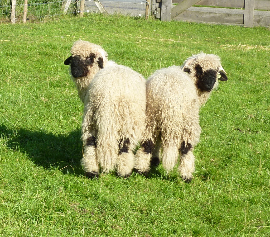 Gezondheid en welzijn